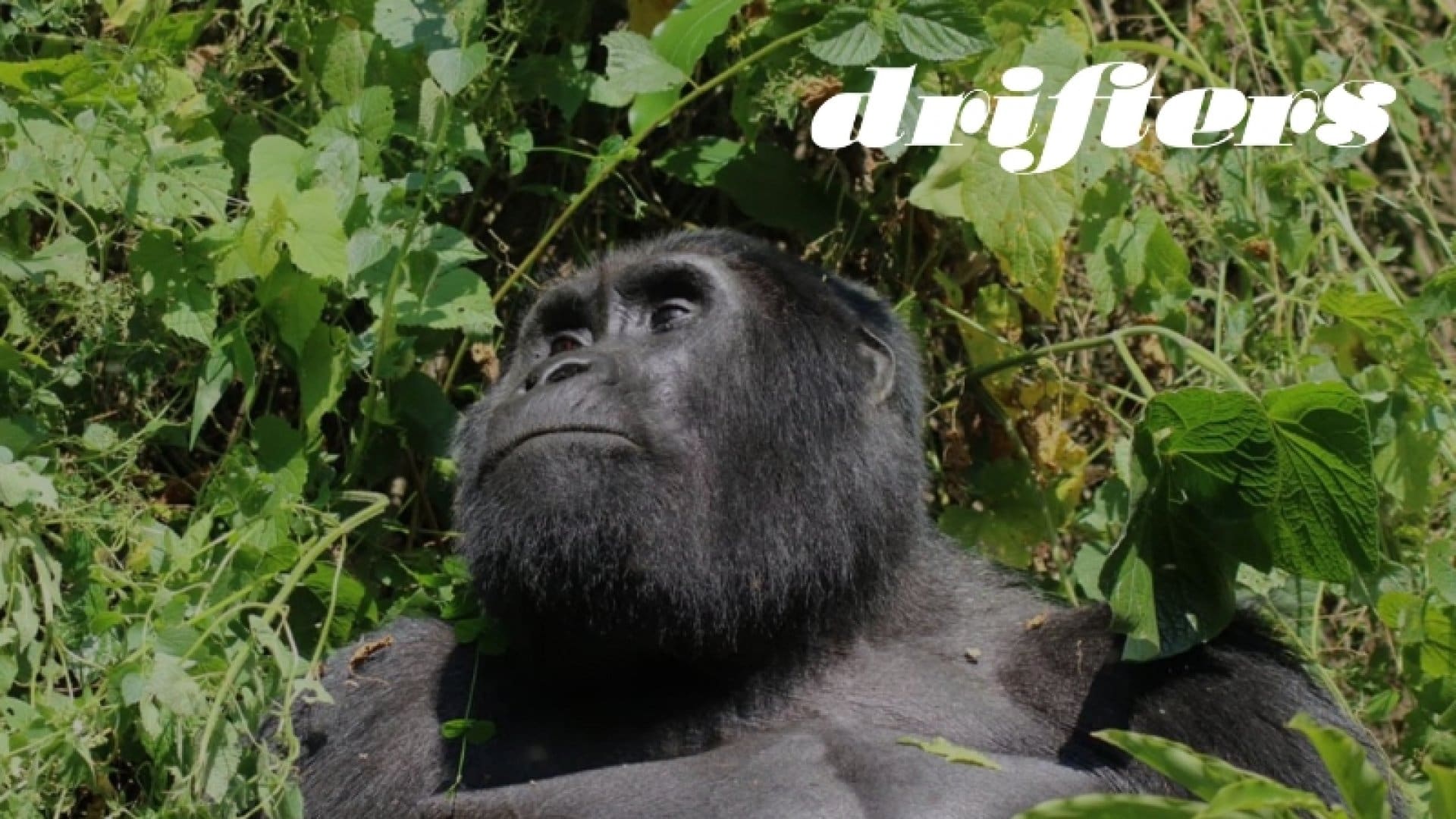 Uganda Wildlife Explorer Small Group Tour | Viva Expeditions