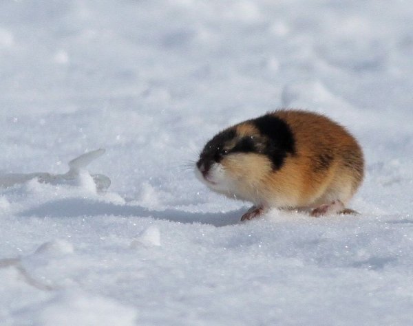 10 Amazing Animals of the Arctic