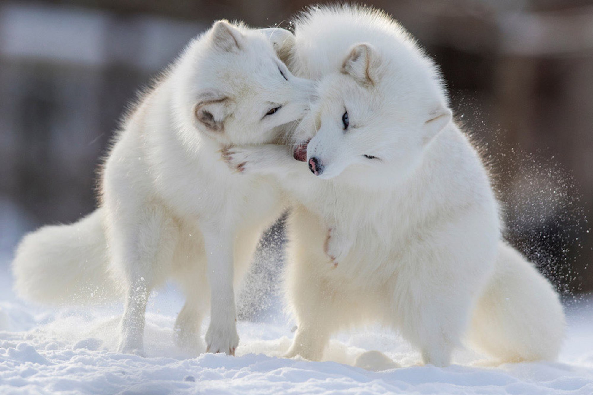10 Amazing Animals of the Arctic (When & Where to See Them) | Viva ...