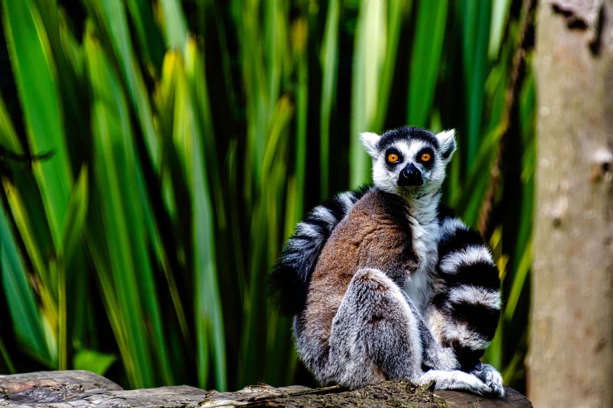 Madagascar Travel Guide | Viva Expeditions